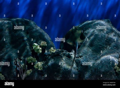 A Groovebelly Stingray Dasyatis Hypostigma Resting Over Some Rocks