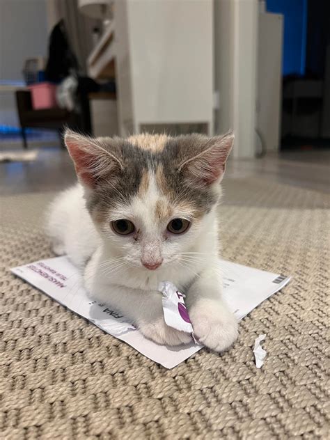 Smol Cat Big School R Tinycatsinbigspaces