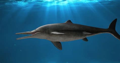 Ciencia Nuevo Reptil Marino Extinto Con Forma De Pez Espada Infobae