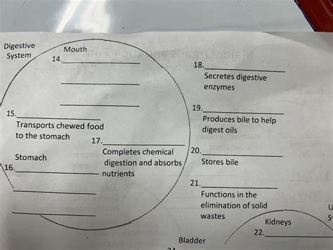 Digestive System Diagram Quizlet