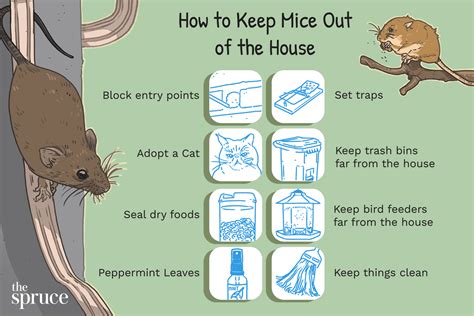 Humane Ways To Get Rid Of Mice And Rats For Good Upkeen