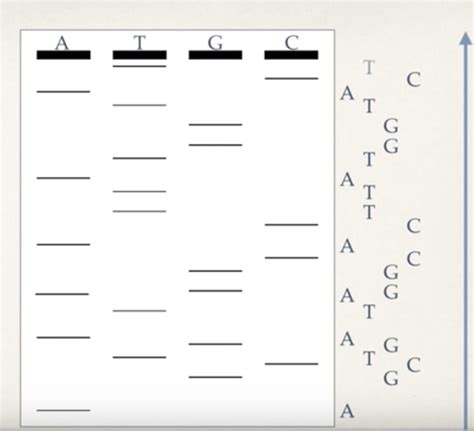 Dna测序原理（1）——sanger 法测序 知乎