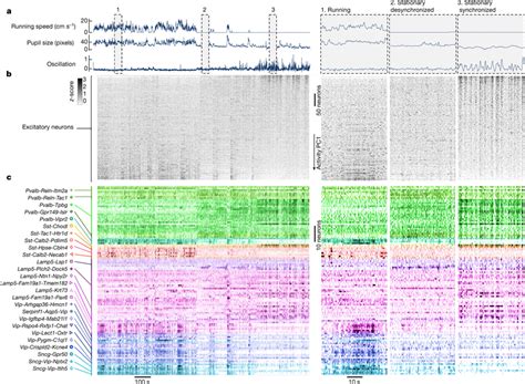 Example Raster Of Spontaneous Neuronal Activity Raster Of Spontaneous