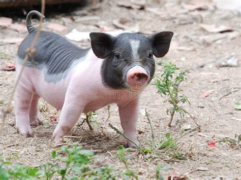 Kleines Schwein Stockbild Bild Von Nave öffnung Tier 78146065