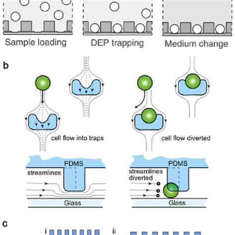 A Experimental Concept For Trapping Single Cells By Using Dep Download Scientific Diagram