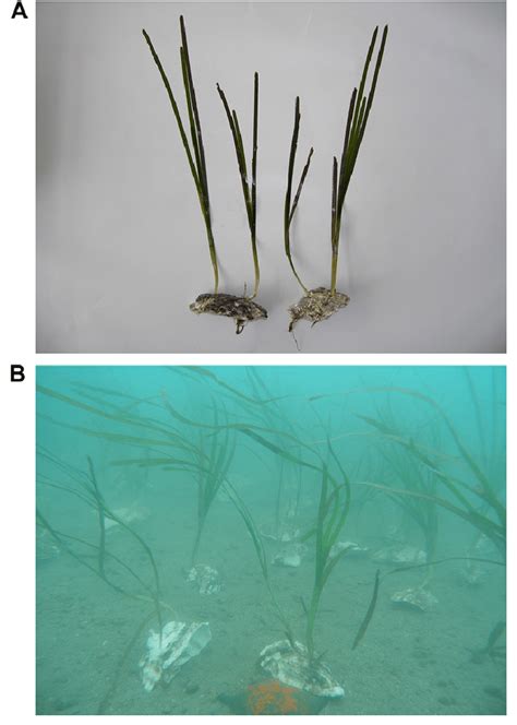 A Planting Unit Used In The Shell Method Consisting Of Two Eelgrass