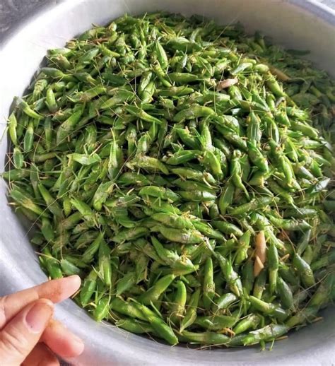 Con Vật Xưa Cho Không Ai ăn Nay được Hội Nhà Giàu Săn Lùng Giá Bán Tới 800 Nghìn Kg Không Có