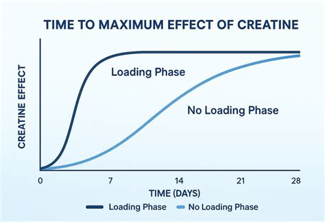 How Long Does Creatine Take To Work Vinatura Supplements