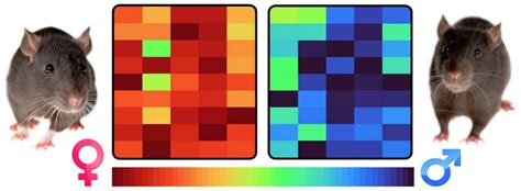 Organs Defy Simple Malefemale Classification Mirage News