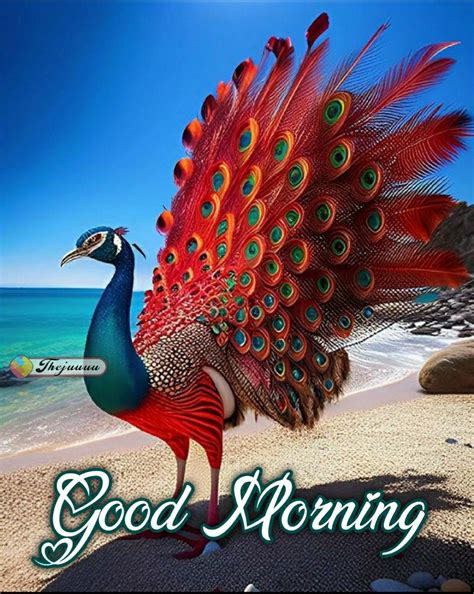 Top 999 Good Morning Peacock Images Amazing Collection Good Morning