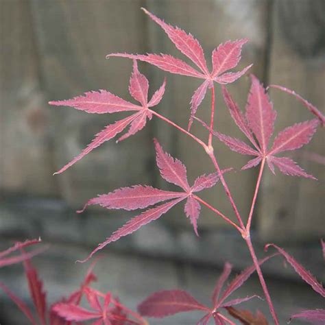 Suminagashi Japanese Maple Tree T Buy Acer Suminagashi