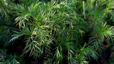 Najas Indica Care Guide For Aquatic Plants