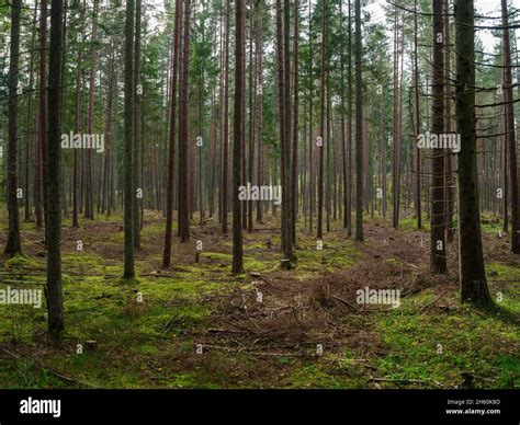 Abstract Tree Trunk Texture Wall In Natural Forest With Old Leaves On The Ground Stock Photo Alamy