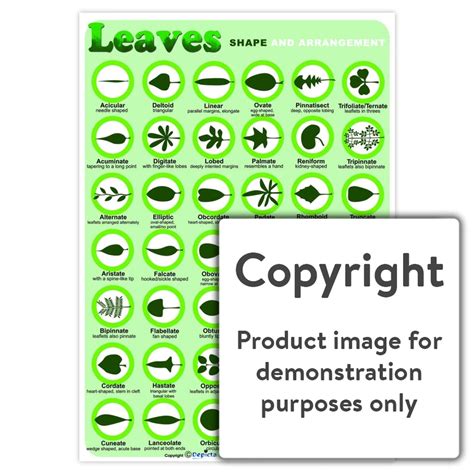 Leaf Shapes Chart Tree Leaves Or Leaf Shapes Identification Id Chart