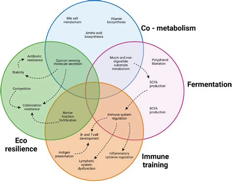 Figure 1 From Synthetic Microbial Communities Syncoms Of The Human