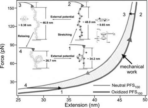 Force Extension Curves Demonstrating The Principle Of Single Polymer