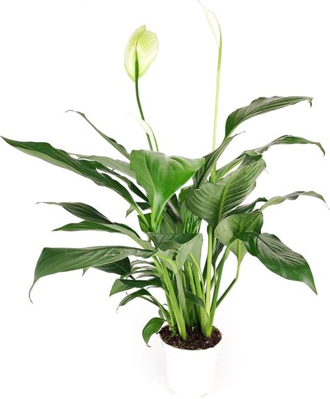 Green Peace Lily Indoor Houseplant House Plants Expert