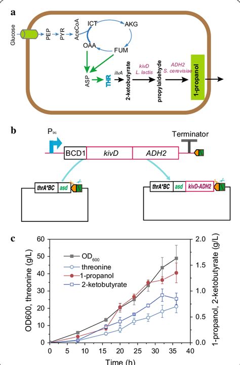 Heterologous 1 Propanol Pathway Engineering A The Heterologous