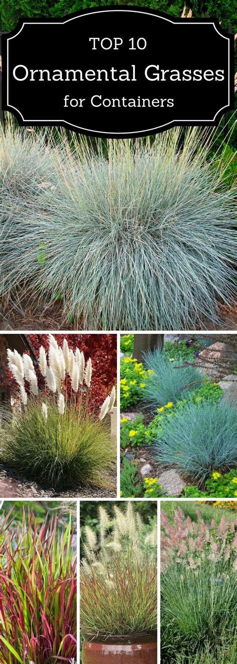 Top 10 Ornamental Grasses For Containers Ornamental Grasses Grasses