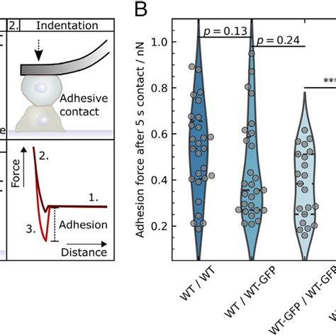 Differential Intercellular Adhesion Of Wt And Dkd Cells A Afm Based