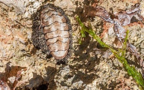 Cucarachas De Mar Qué Son Características Hábitat Especies