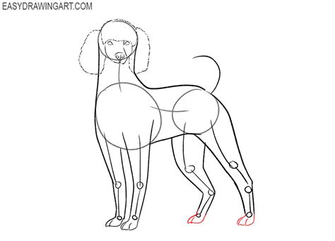 How To Draw A Poodle Easy Drawing Art
