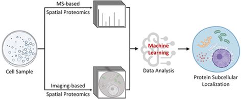 Application Of Machine Learning In Spatial Proteomics Journal Of Chemical Information And Modeling