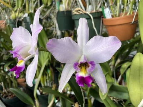 L Anceps `ohana Am Aos Original Division Cattleya Orchid Species Ebay