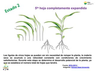 Etapas De Desarrollo De Sorgo Pdf