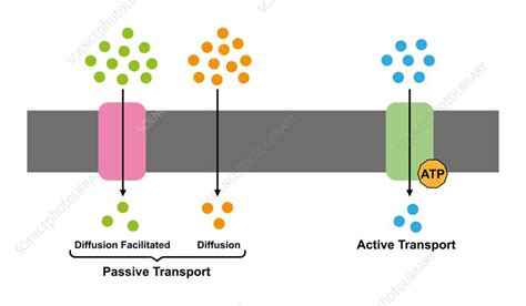 Cellular Transport Illustration Stock Image F0419807 Science