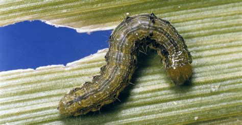 The State Of Insect Resistance To Transgenic Bt Crops