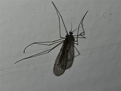 Anyone Know What This Bug Is Called Rwhatisthisbug