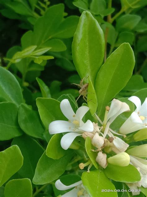 Oxyopes Sertatus From Kaohsiung Tw Kh Tw On August 4 2024 At 0823