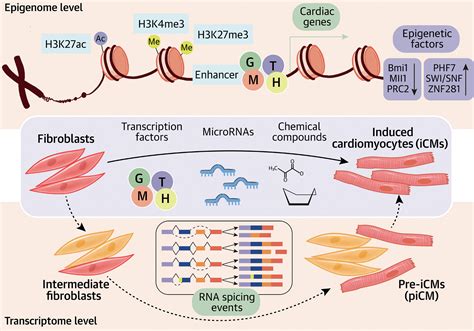 Fibroblast Reprogramming In Cardiac Repair Jacc Basic To Translational Science