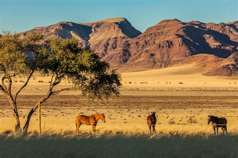 Ainmhithe Desert Namib