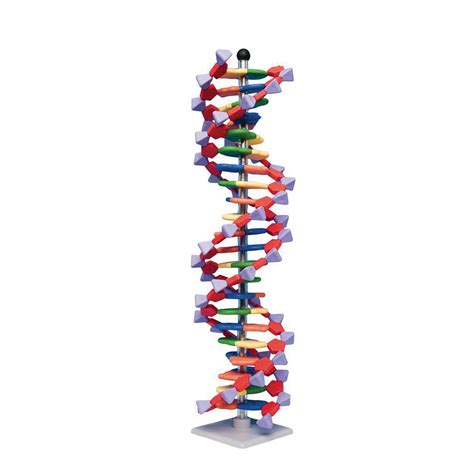 E8h77213 Mini Dna Molecular Model Kit 22 Layer Double Helix