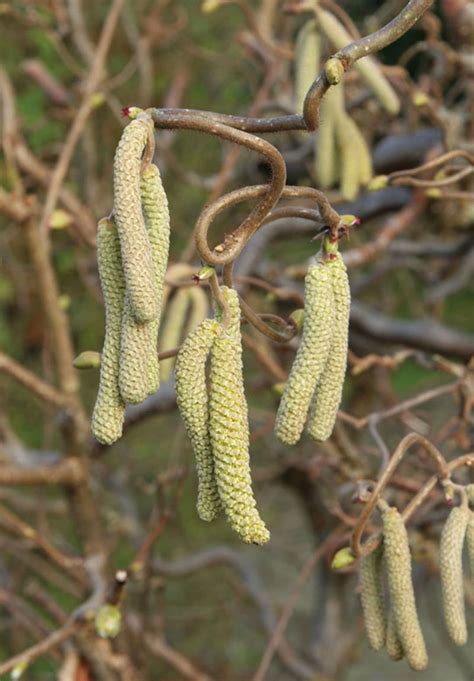Contorted Filbert Johnsons Nursery Kb