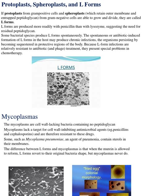 Cell Structers Pdf Cell Membrane Bacteria