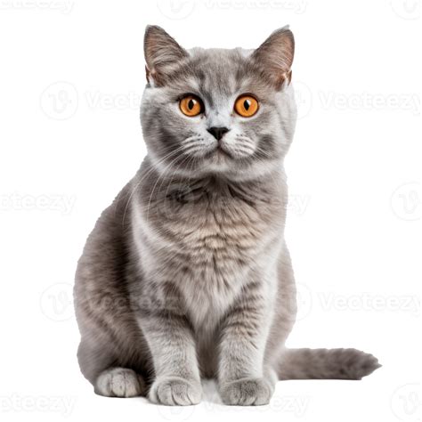 Gray Cat On A White Background 31212872 Png