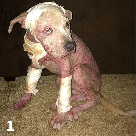 Severe Generalized Pyoderma In A Puppy Severe Generalized Pyoderma In A Puppy