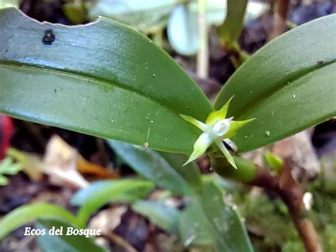 Prosthechea Pygmaea Ecos Del Bosque