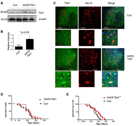 Tbk1 Over Expression Prolongs Survival Of Als Mice A C Tkb1
