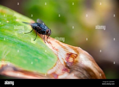 Isolated Fly On An Ocher Background Located On The Wall Of An Difuse