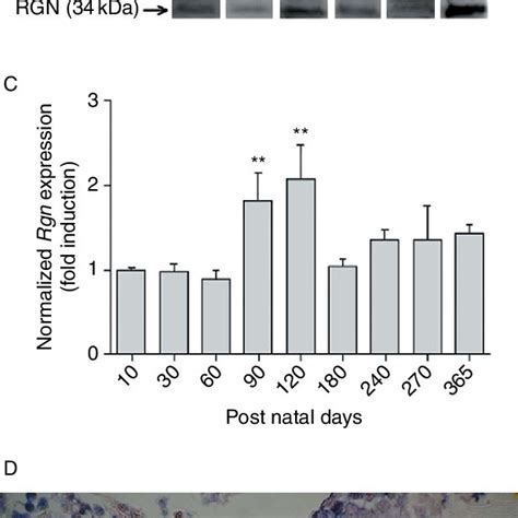 Expression Of Regucalcin Rgn In Reproductive Tract Tissues And