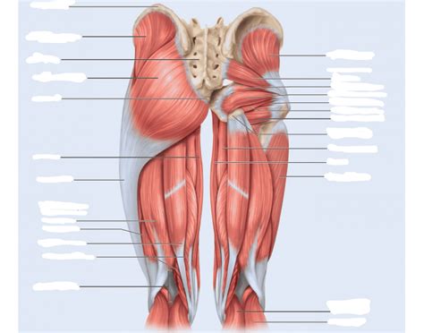 Muscles Of The Knee Posterior View — Printable Worksheet
