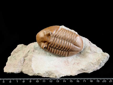 Asaphus Lepidurus Nieszkowski 1859 —