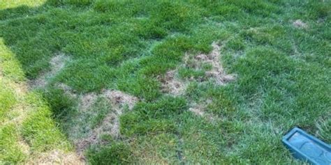 Voles Damaging Your Lawn A Classic Cut Lawn And Landscape