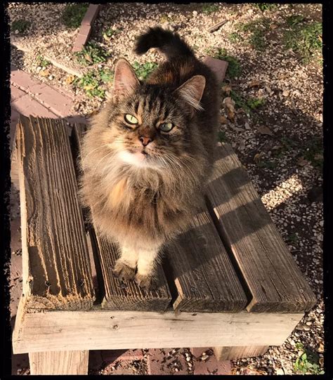 🎈🎂 Twinkle Is 10 🎂🎈 Twinkle Has Blissful Cat Sanctuary Facebook