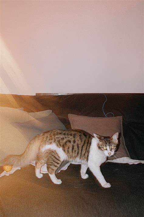 How Cat Reproduce Internal Fertilization Catsforlife