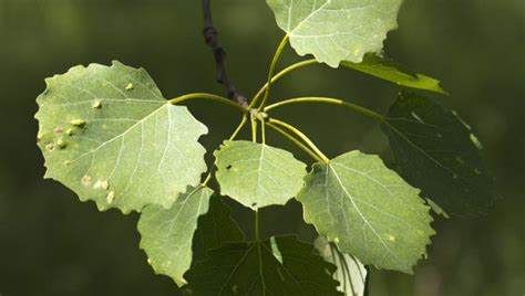 15 цікавих фактів про осики